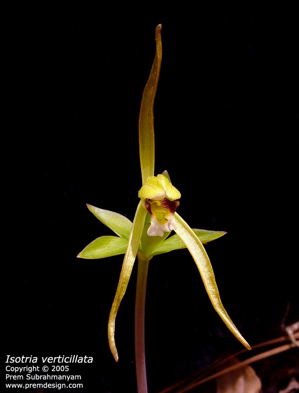 Isotria verticillata