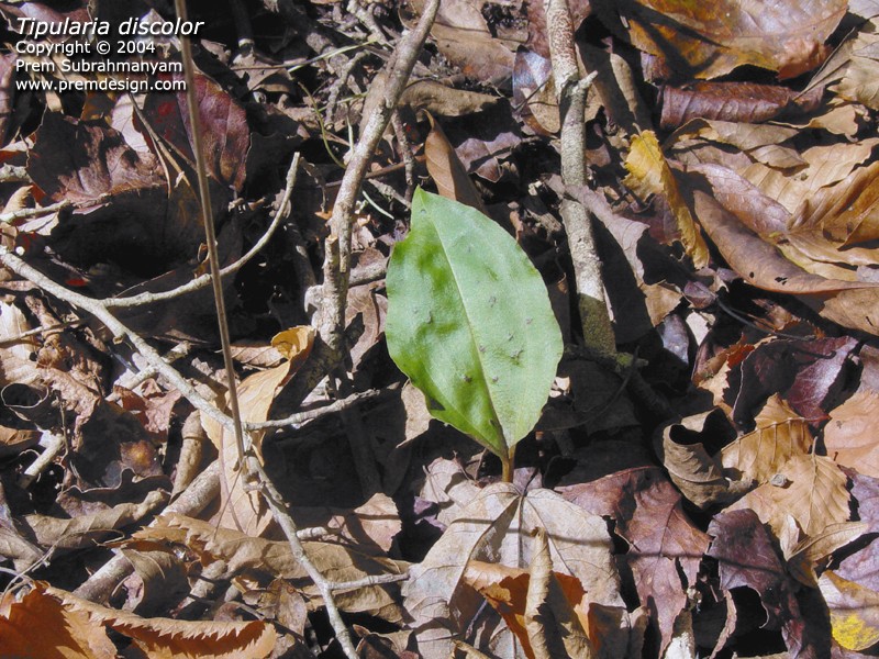 Tipularia discolor